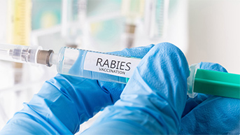 Rabies Untreated Has Deadly Consequences | Kelsey-Seybold Clinic